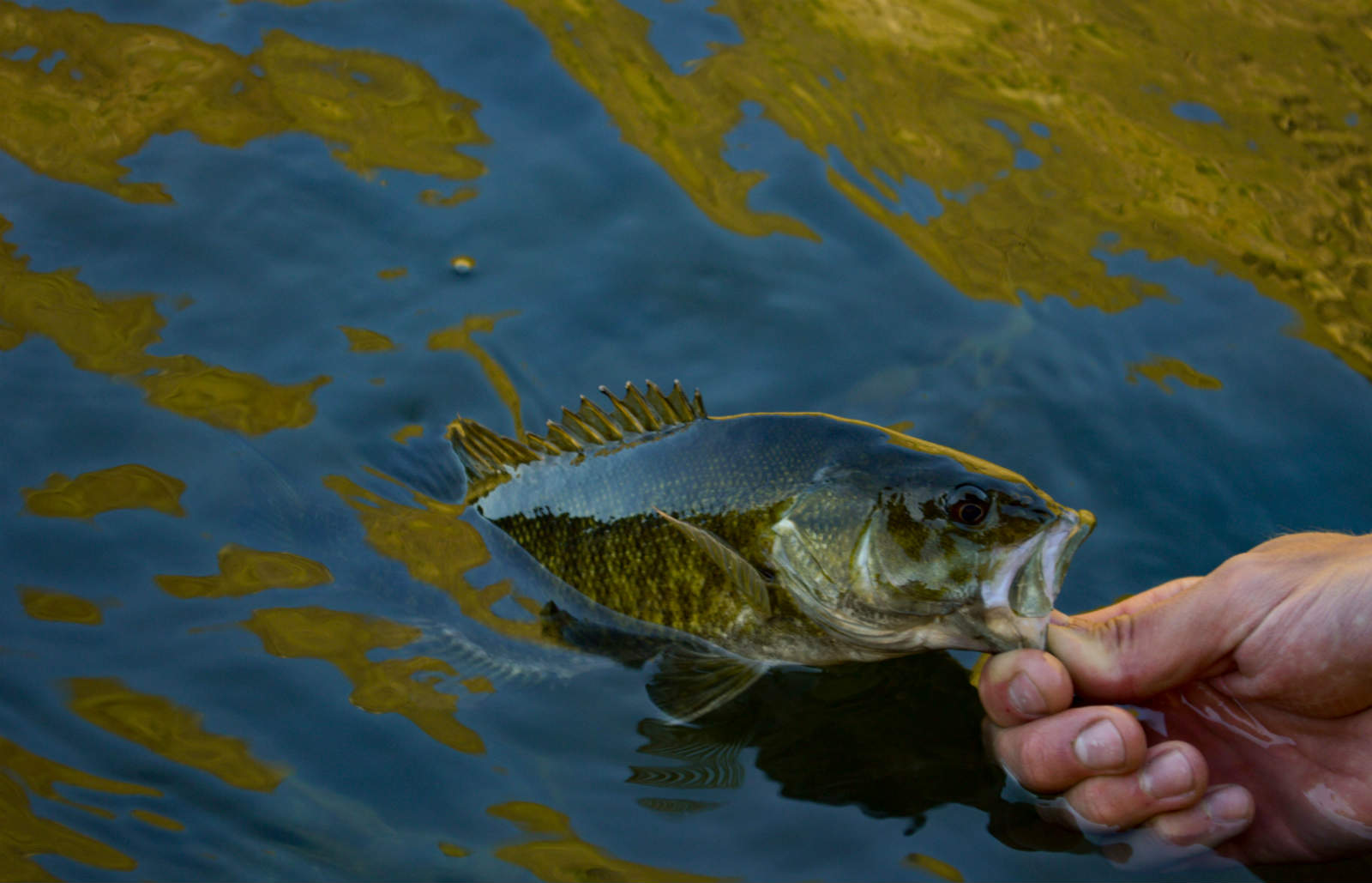Wedgie Waders: A Beginnings Story | Duct Tape Diaries | NRS