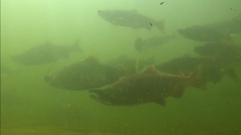 What Lies Beneath the Koktuli River | Duct Tape Diaries | NRS