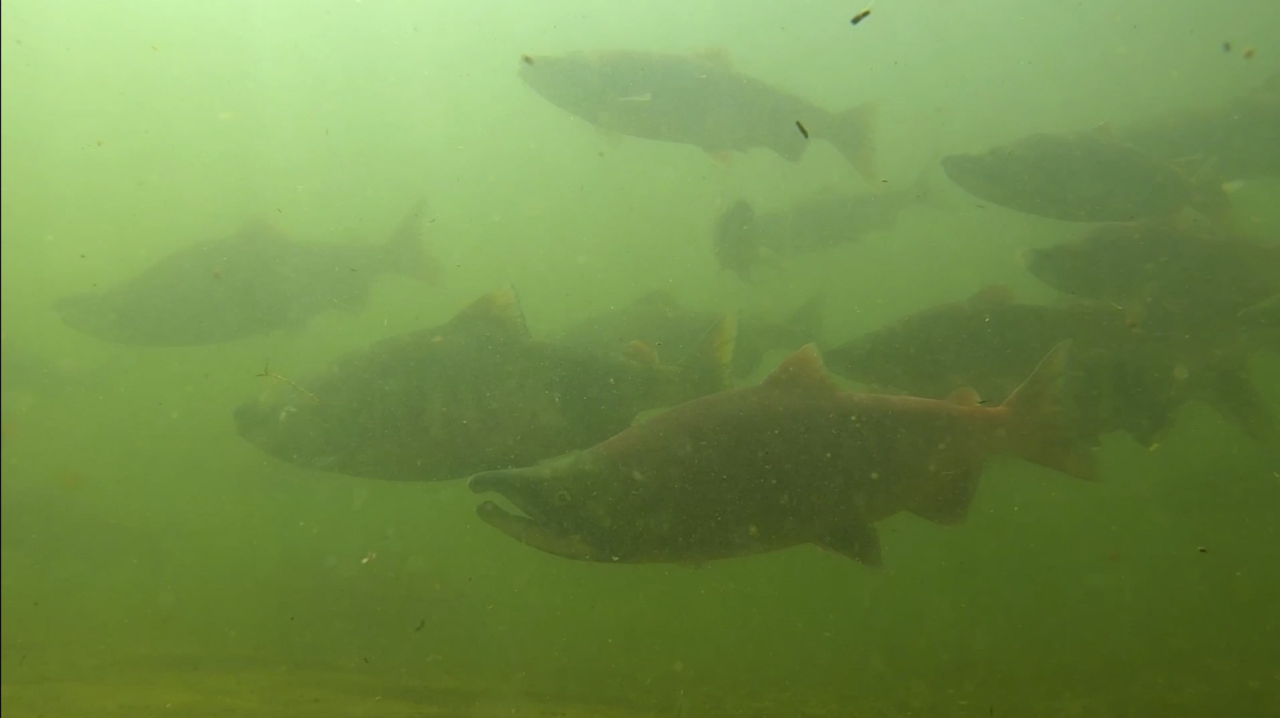 What Lies Beneath the Koktuli River | Duct Tape Diaries | NRS