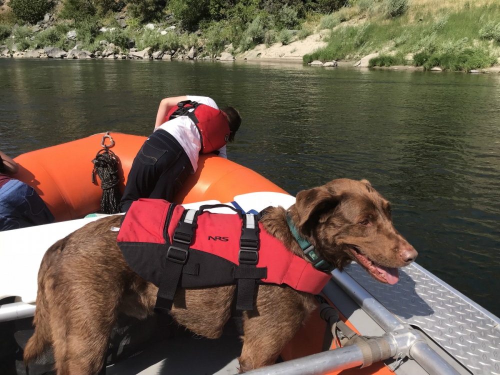 Standard Rafting Gear: Rusty the Bear Dog | Duct Tape Diaries | NRS