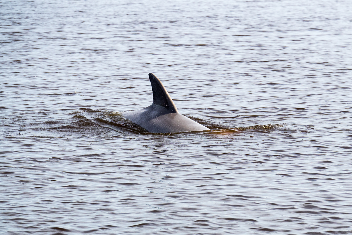 Creeks That Switch Direction: Paddling in South Carolina's Low Country | Duct Tape Diaries | NRS