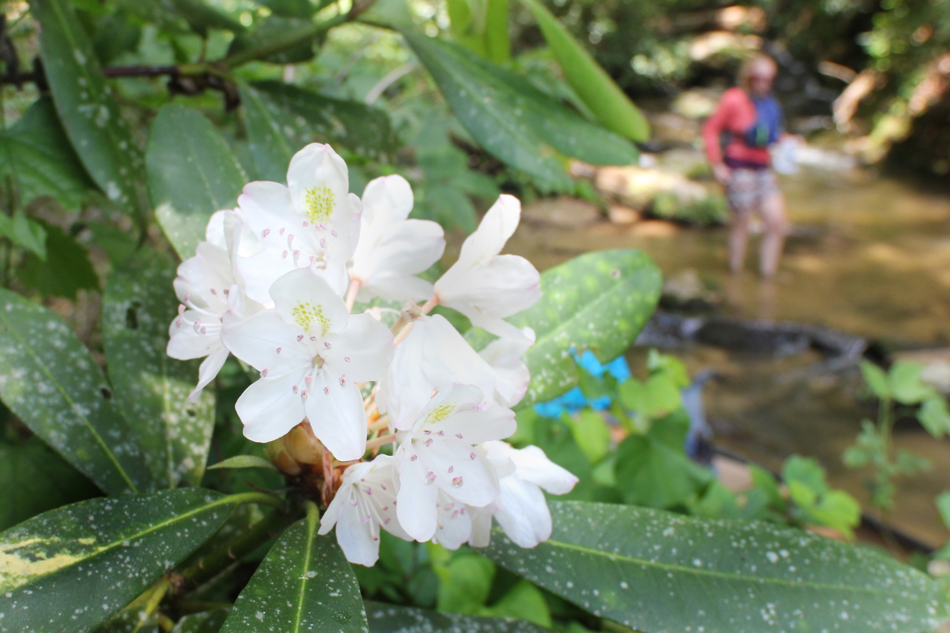 Lake Tugalo French Toast | Duct Tape Diaries | NRS