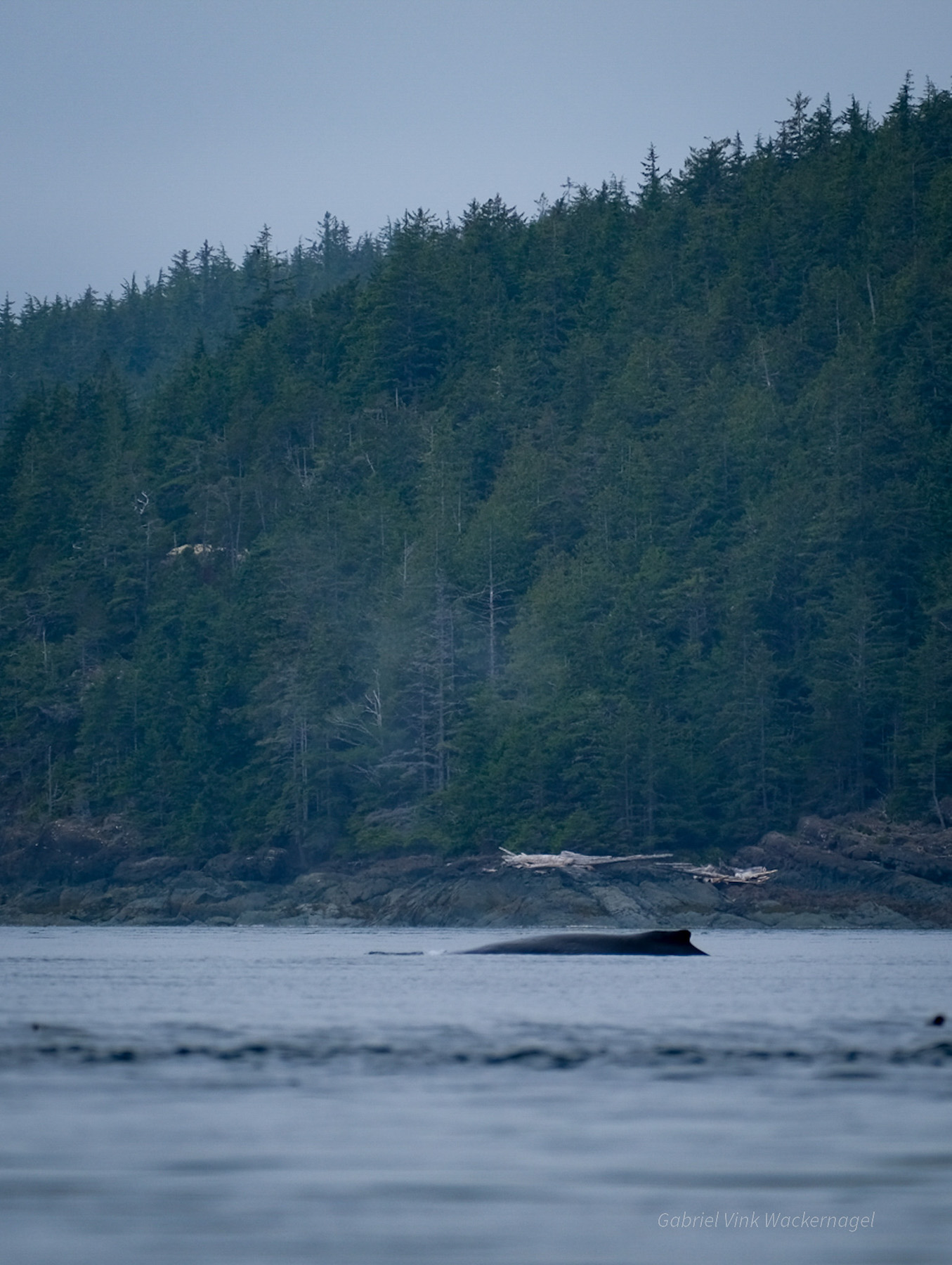 The Spectacular Wild: Sea Kayaking the Inside Passage | Duct Tape ...