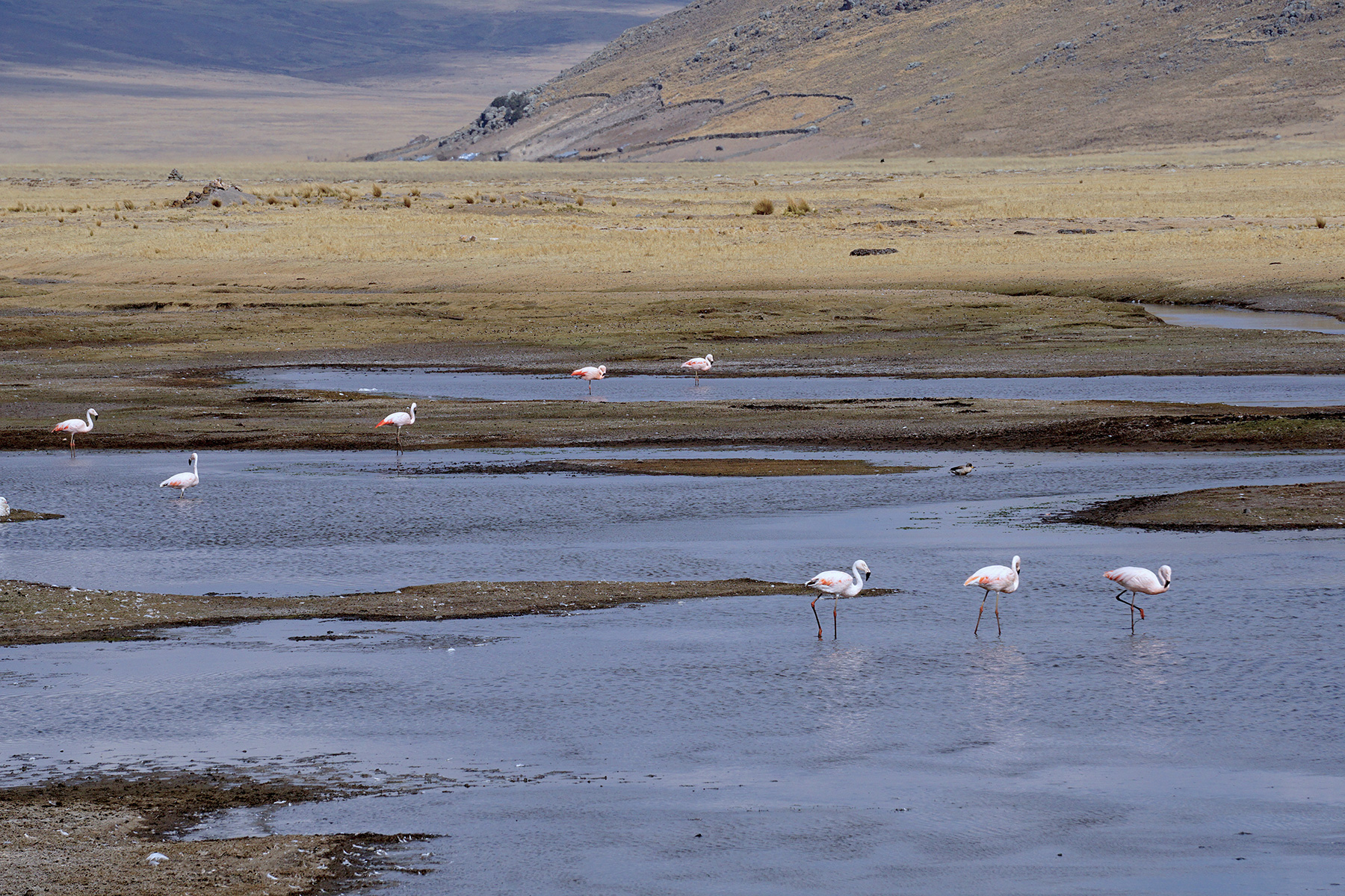 Portages and Pisco: An Expedition into the Marañón River Headwaters ...